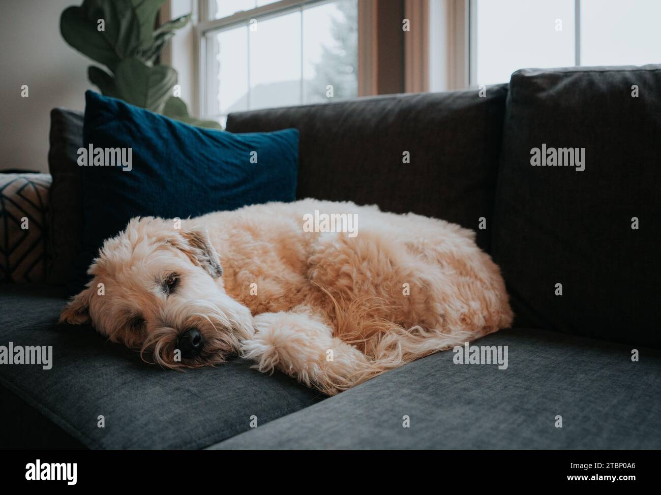 Cute fluffy dog curled up sleeping on gray sofa in a home Stock Photo ...