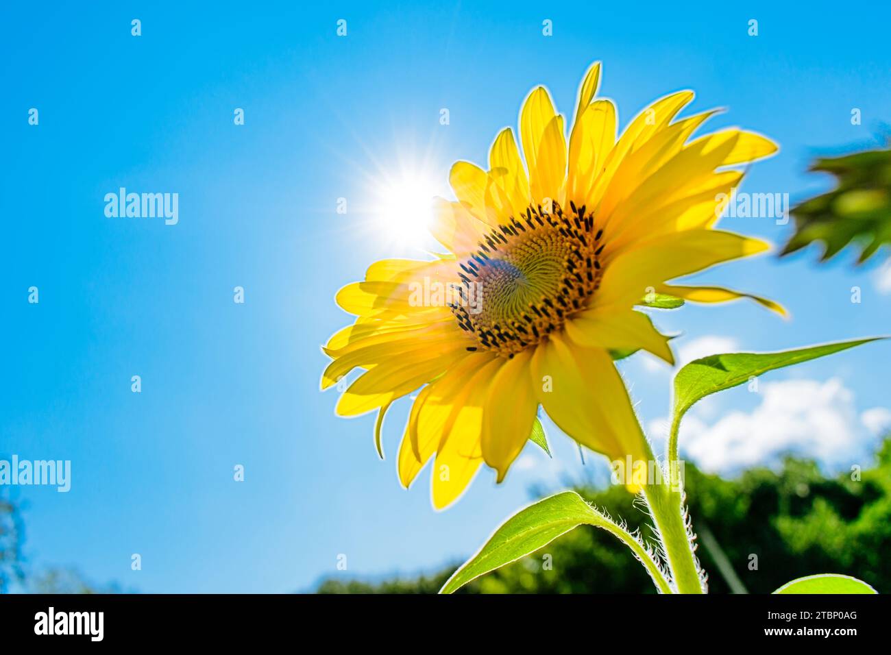 Sunflower and sun store
