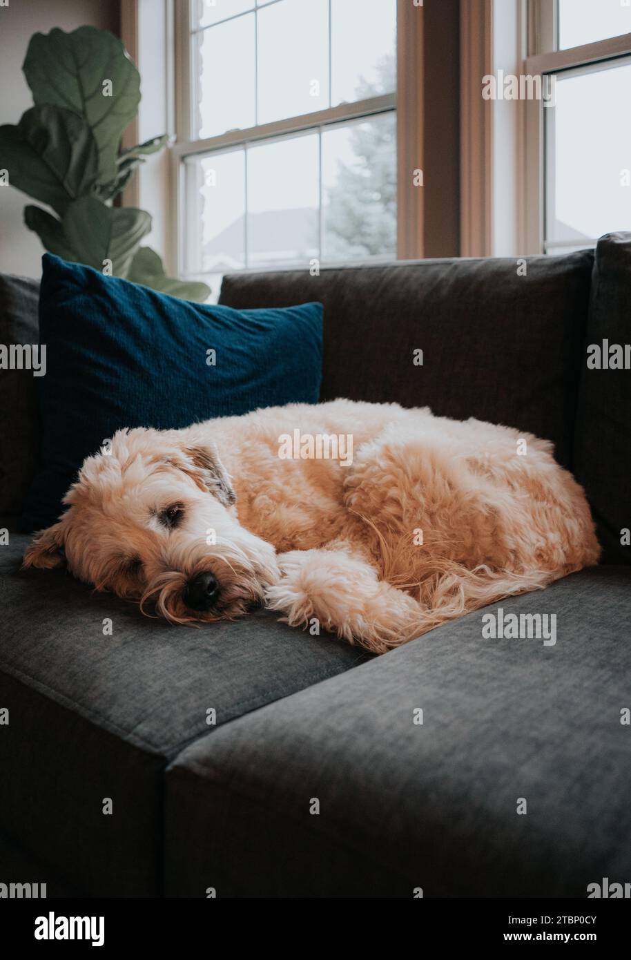 Cute fluffy dog curled up resting on gray sofa in a home Stock Photo ...