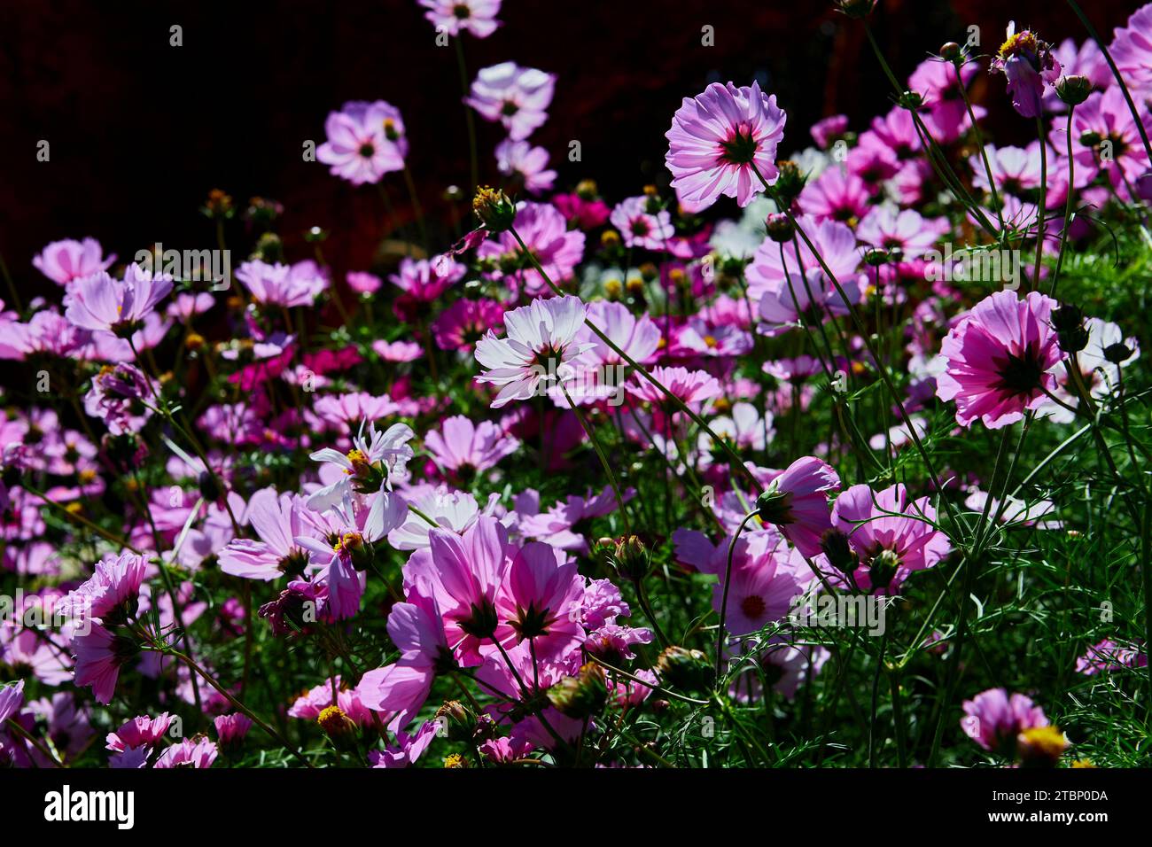 Beautiful pink garden cosmos in hi-res stock photography and images - Alamy