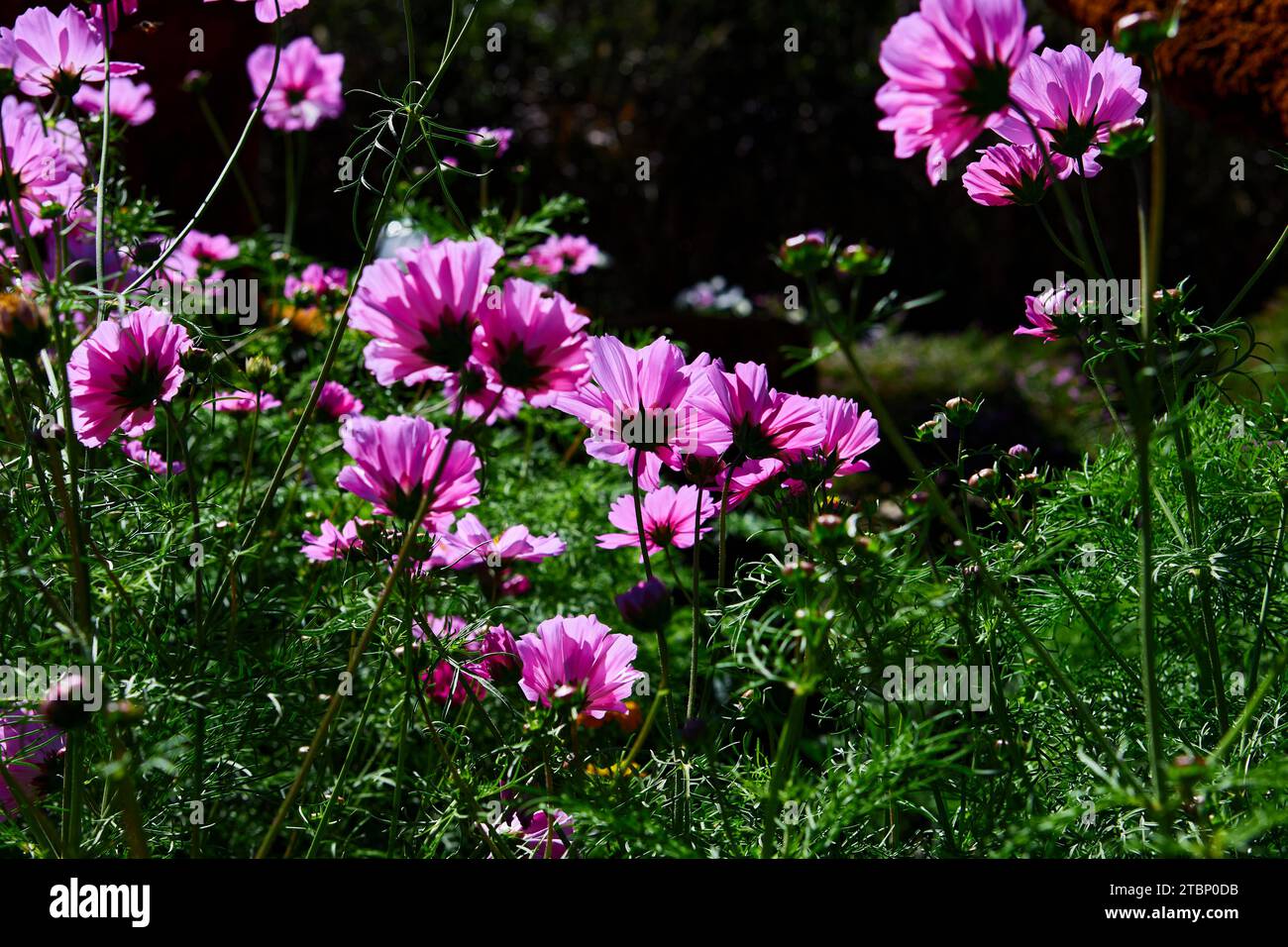 Beautiful pink garden cosmos in hi-res stock photography and images - Alamy