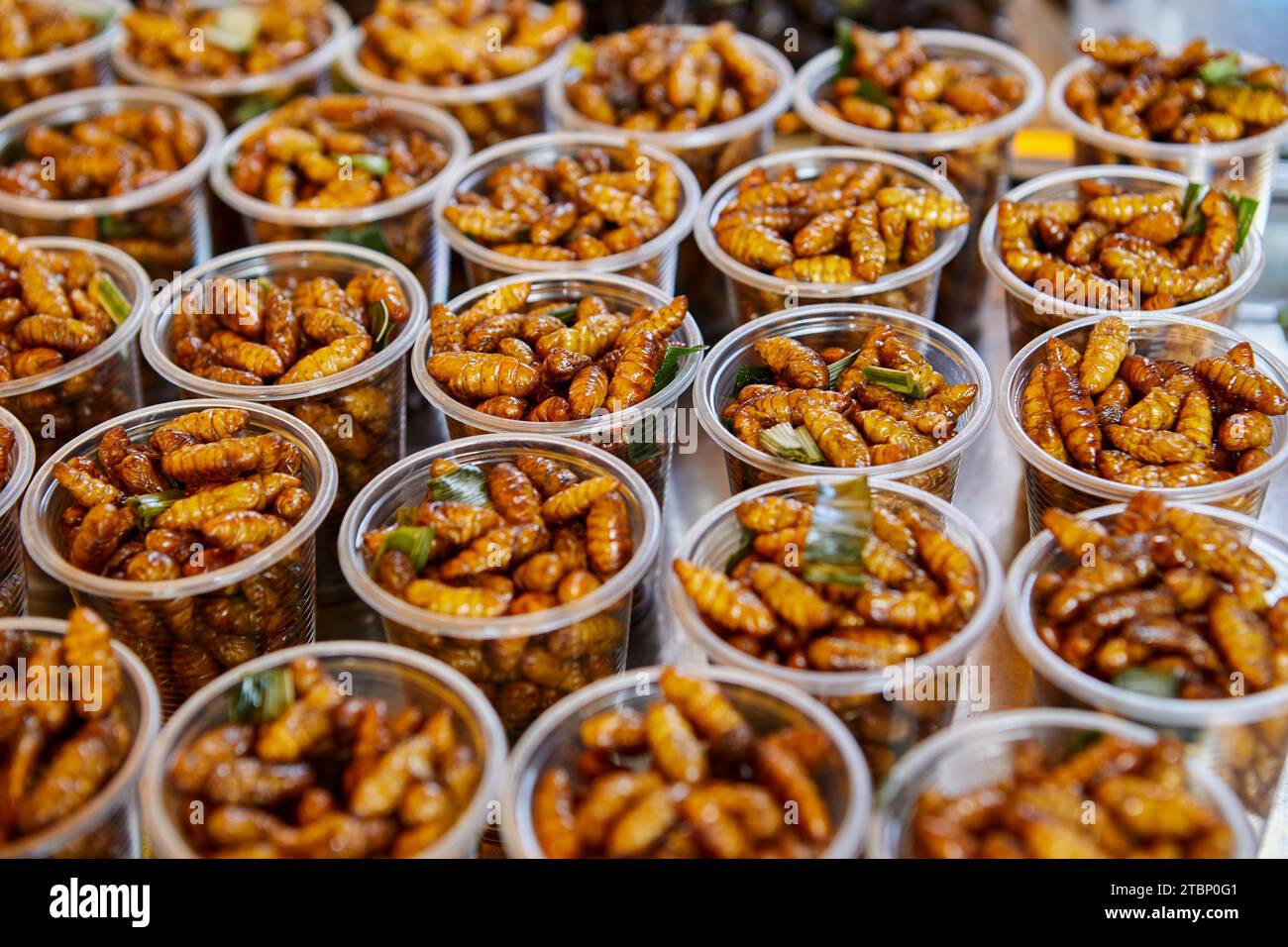 Deep fried silkworms chrysalis in plastic cup at street food Stock ...