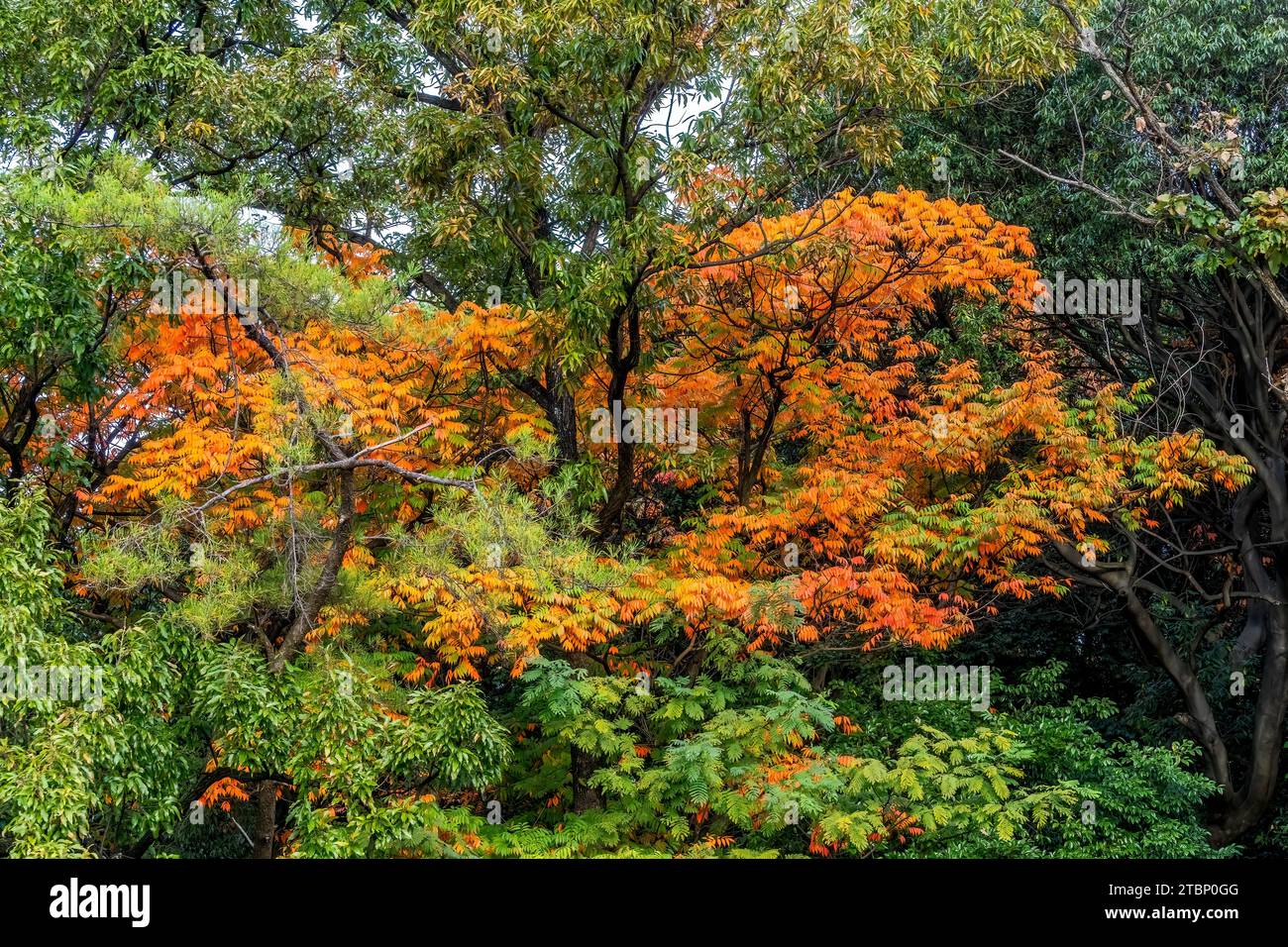 Orange Fall Leaves Autumn Tomb Habikino Osaka Japan Stock Photo - Alamy