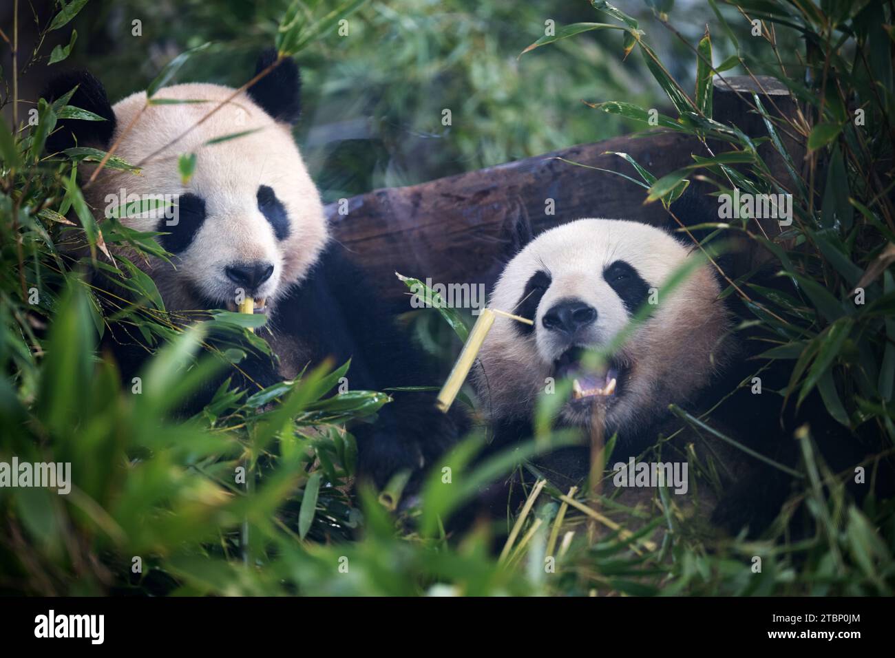 Berlin, Germany. 08th Dec, 2023. Pandas Paule (l) and Pit sit in their ...