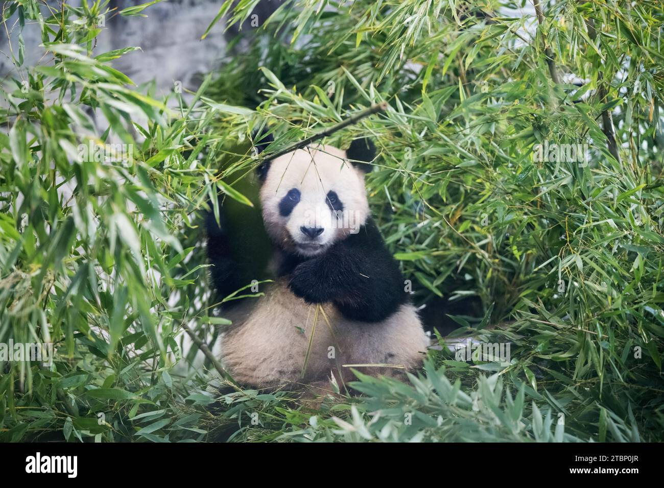 Berlin, Germany. 08th Dec, 2023. Panda Paule sits in his enclosure ...