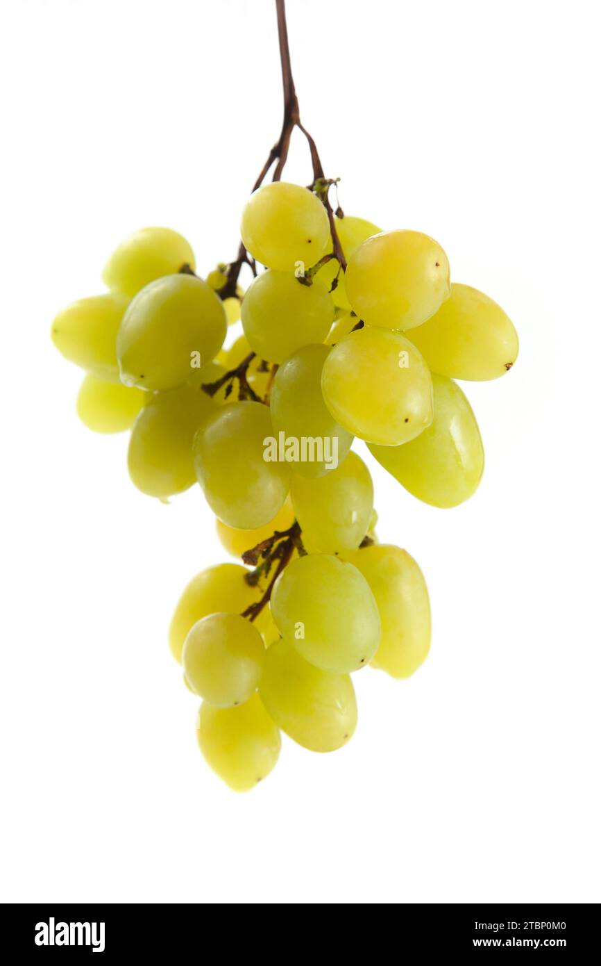 Big bunch of ripe green grapes isolated on white background. White wine grapes with soft shadow ...