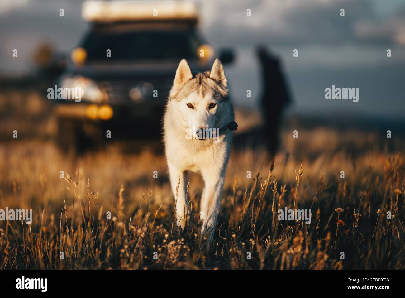 Siberian husky sunset siberian husky hi-res stock photography and ...