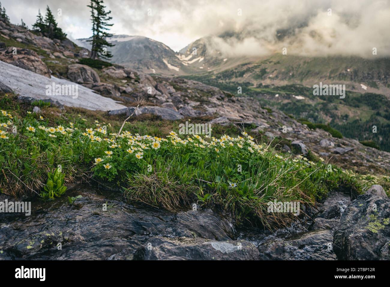 Mountain marsh marigold wildflowers in the Indian Peaks Wilderness ...