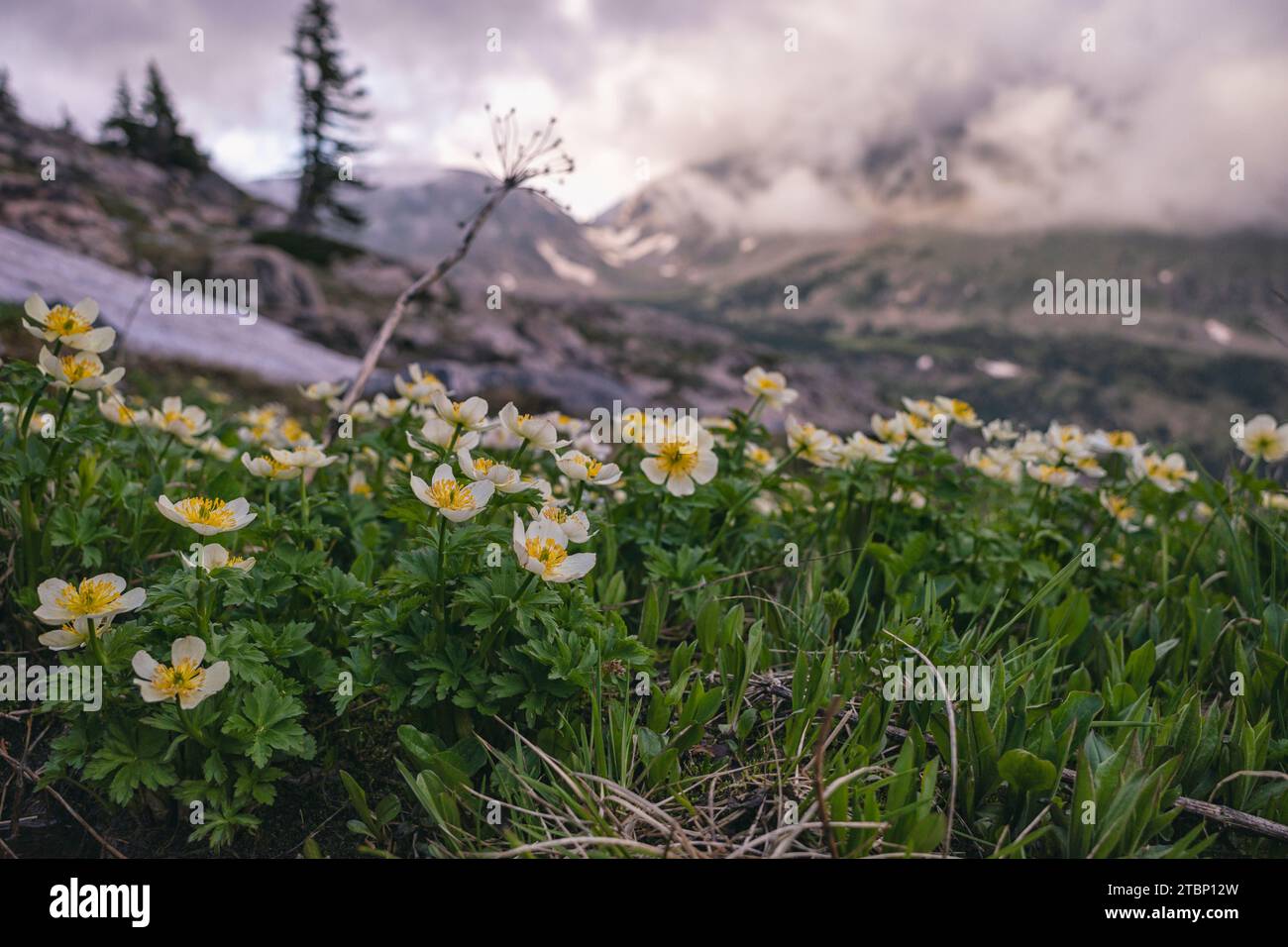 Mountain marsh marigold wildflowers in the Indian Peaks Wilderness ...