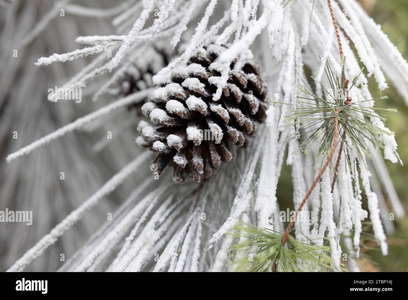 Frosty Frosted Winter Tree Pine Cone Christmas Stock Photo - Alamy