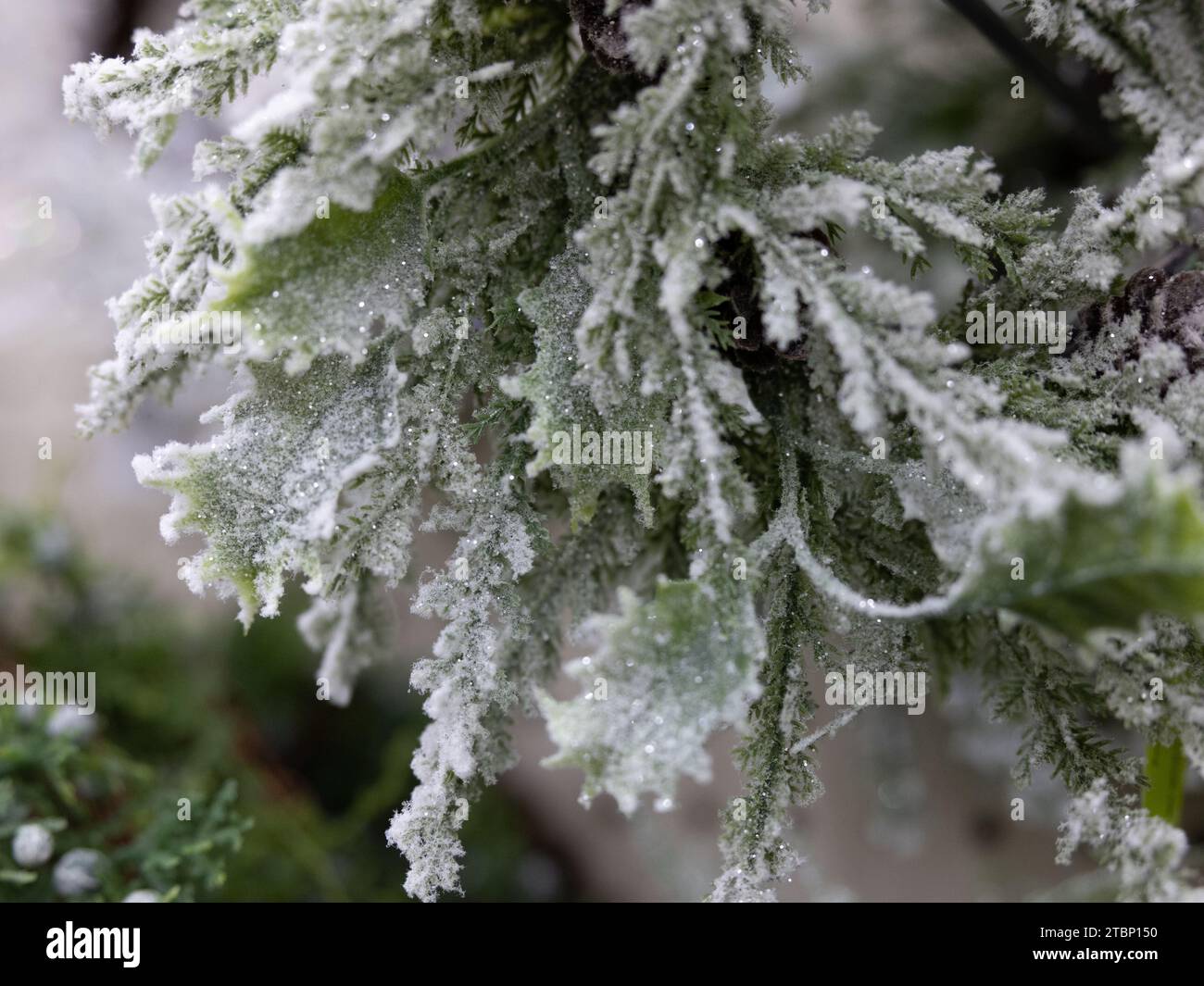 Snow Covered Pine Tree Frosted Winter Nature Stock Photo - Alamy