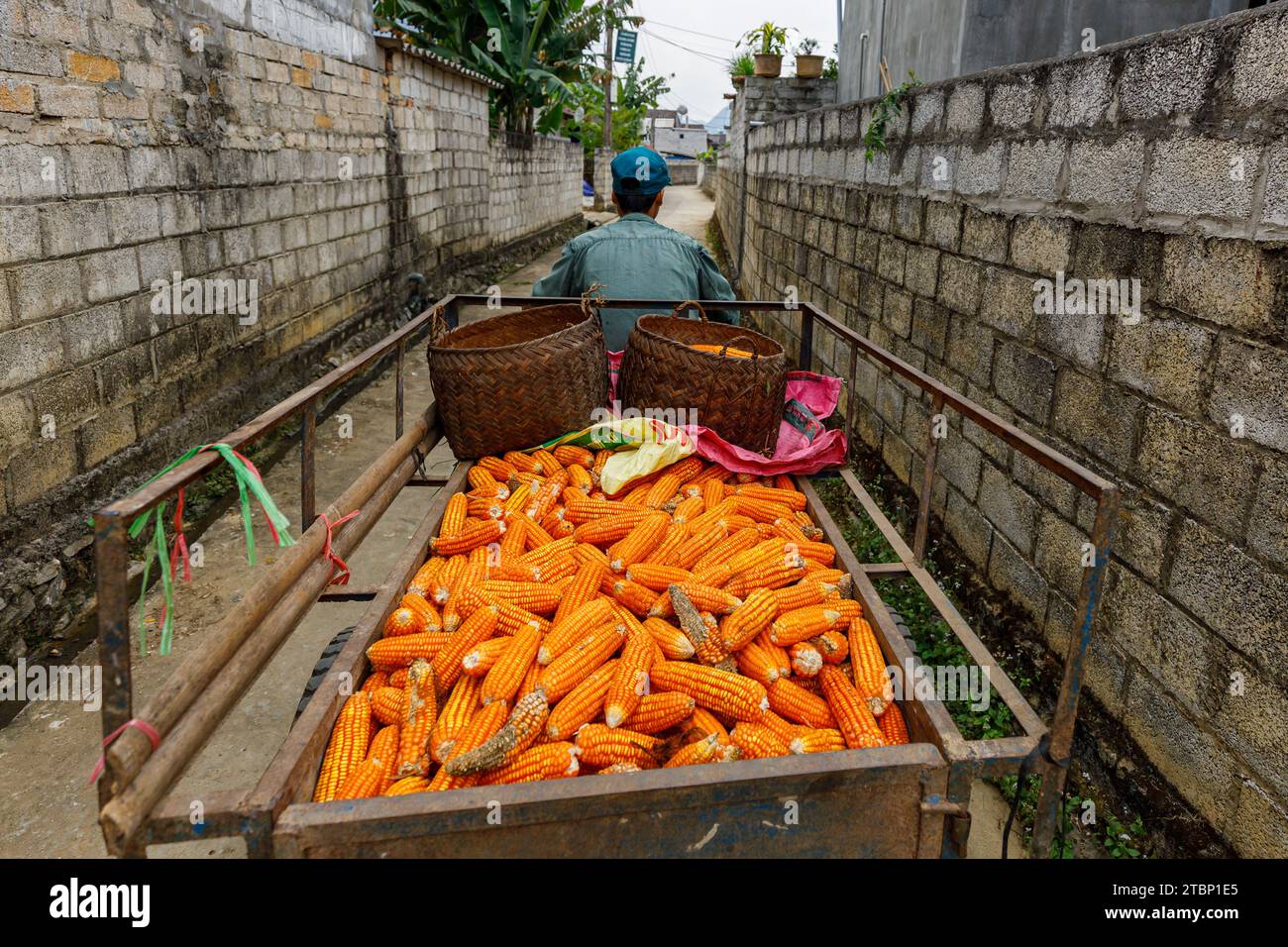 Corn harvest and transport in Bac Son in Vietnam Stock Photo - Alamy