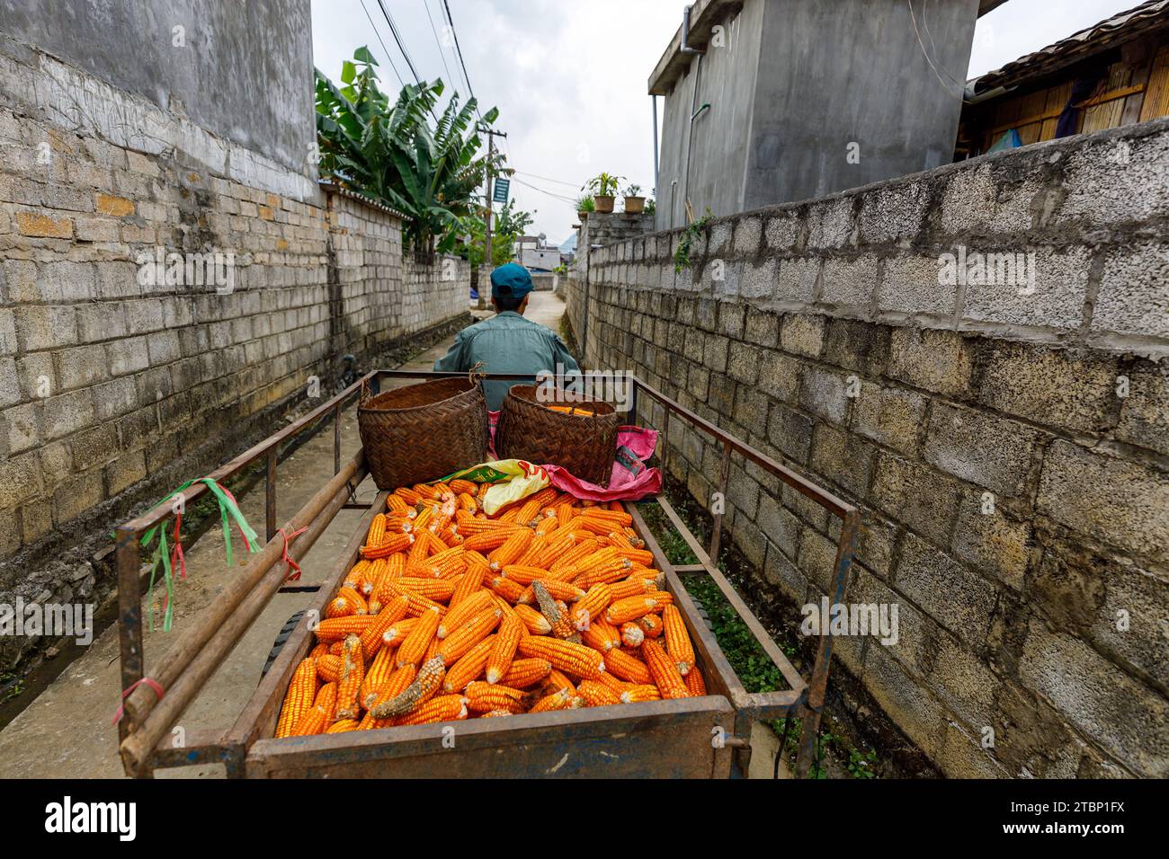 Corn harvest and transport in Bac Son in Vietnam Stock Photo - Alamy