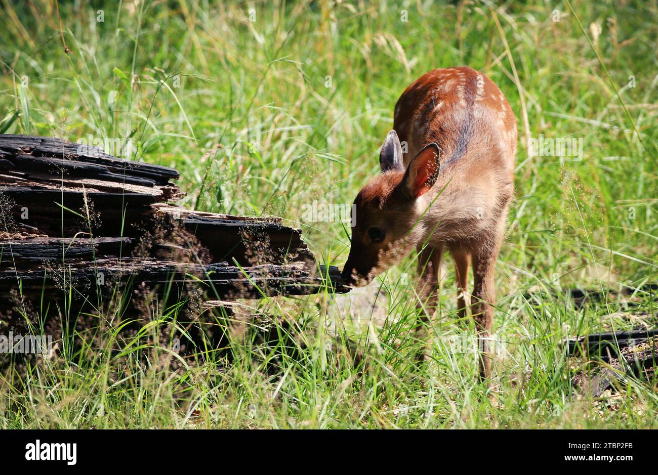 Baby deer in forest hi-res stock photography and images - Alamy