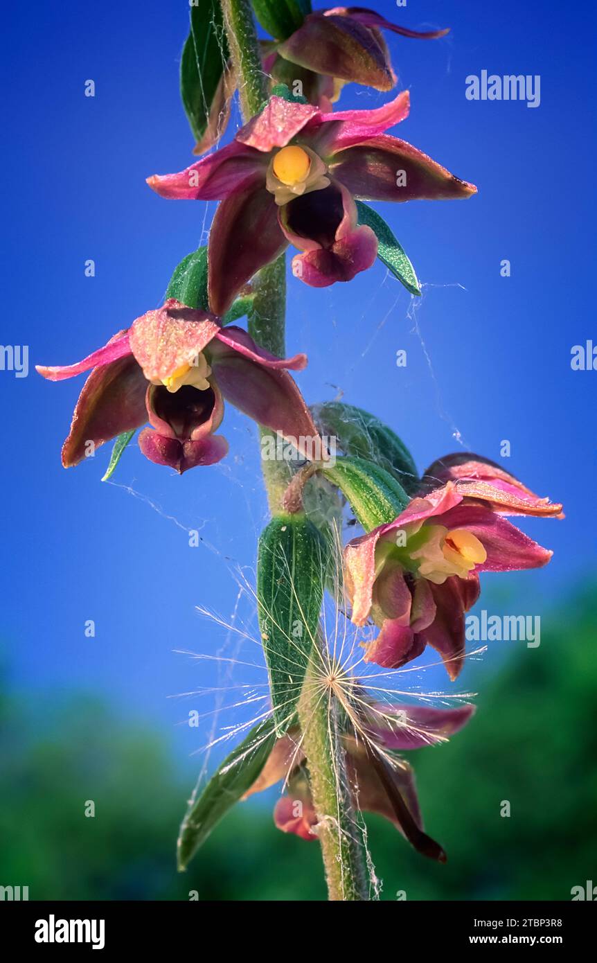 Broad-leaved helleborine (Epipactis helleborine), Orchidaceae. Wild ...