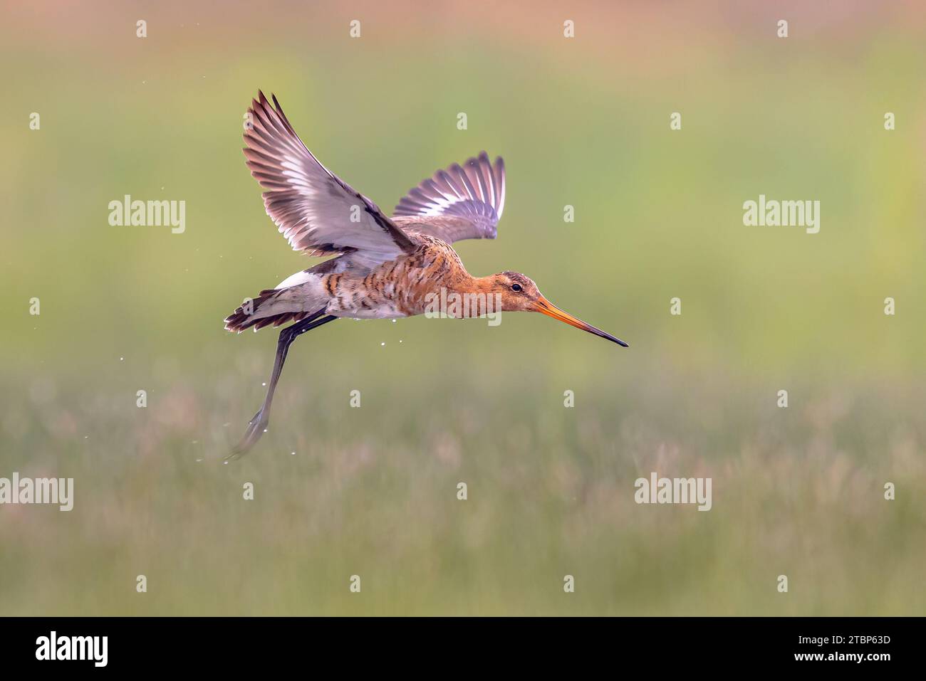 Black-tailed Godwit (Limosa limosa) wader bird preparing for landing ...