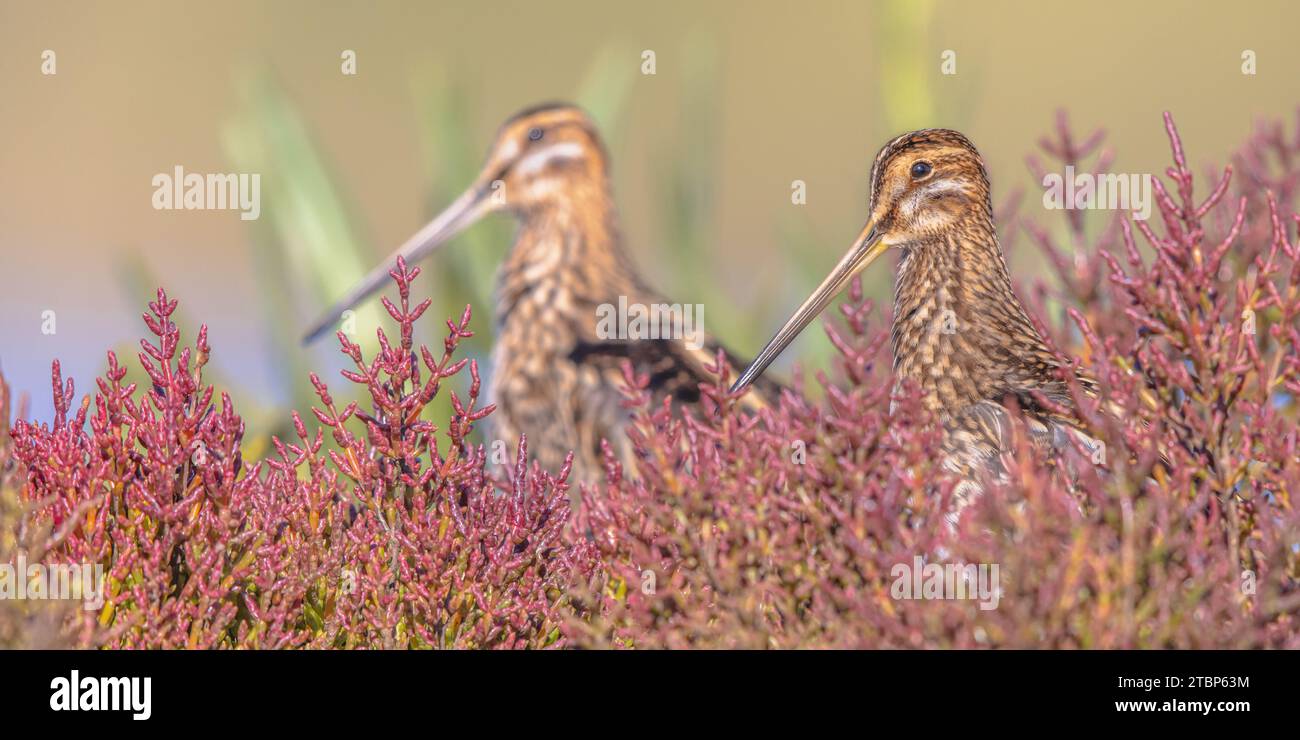 Common snipe (Gallinago gallinago) is a small, stocky wader bird native ...