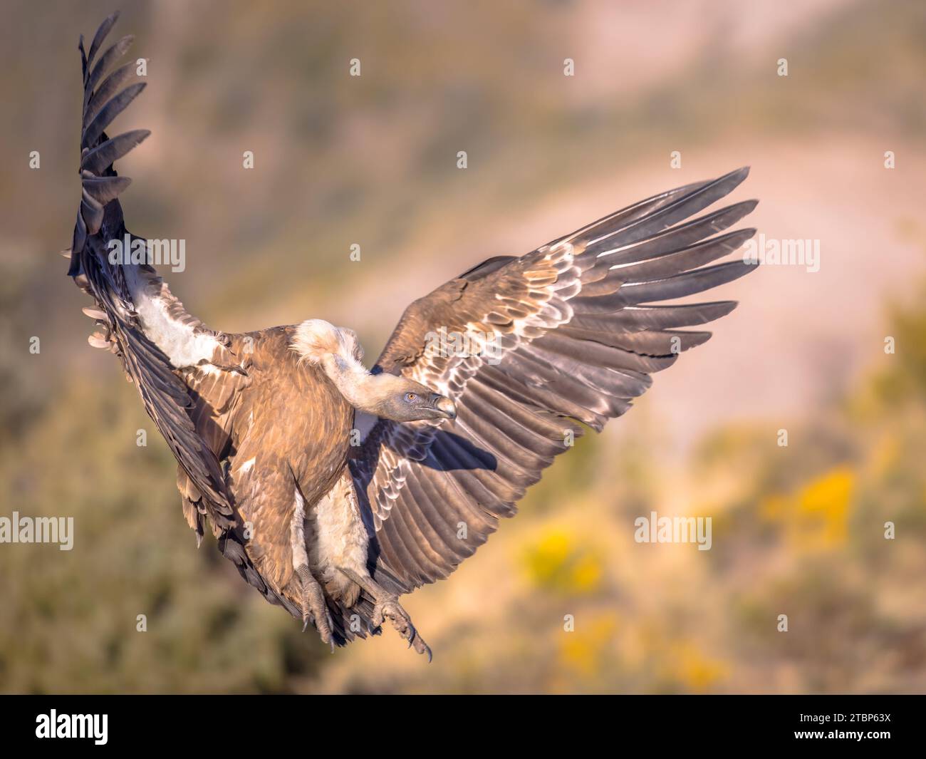 Griffon vulture (Gyps fulvus) flying and preparing for landing in ...