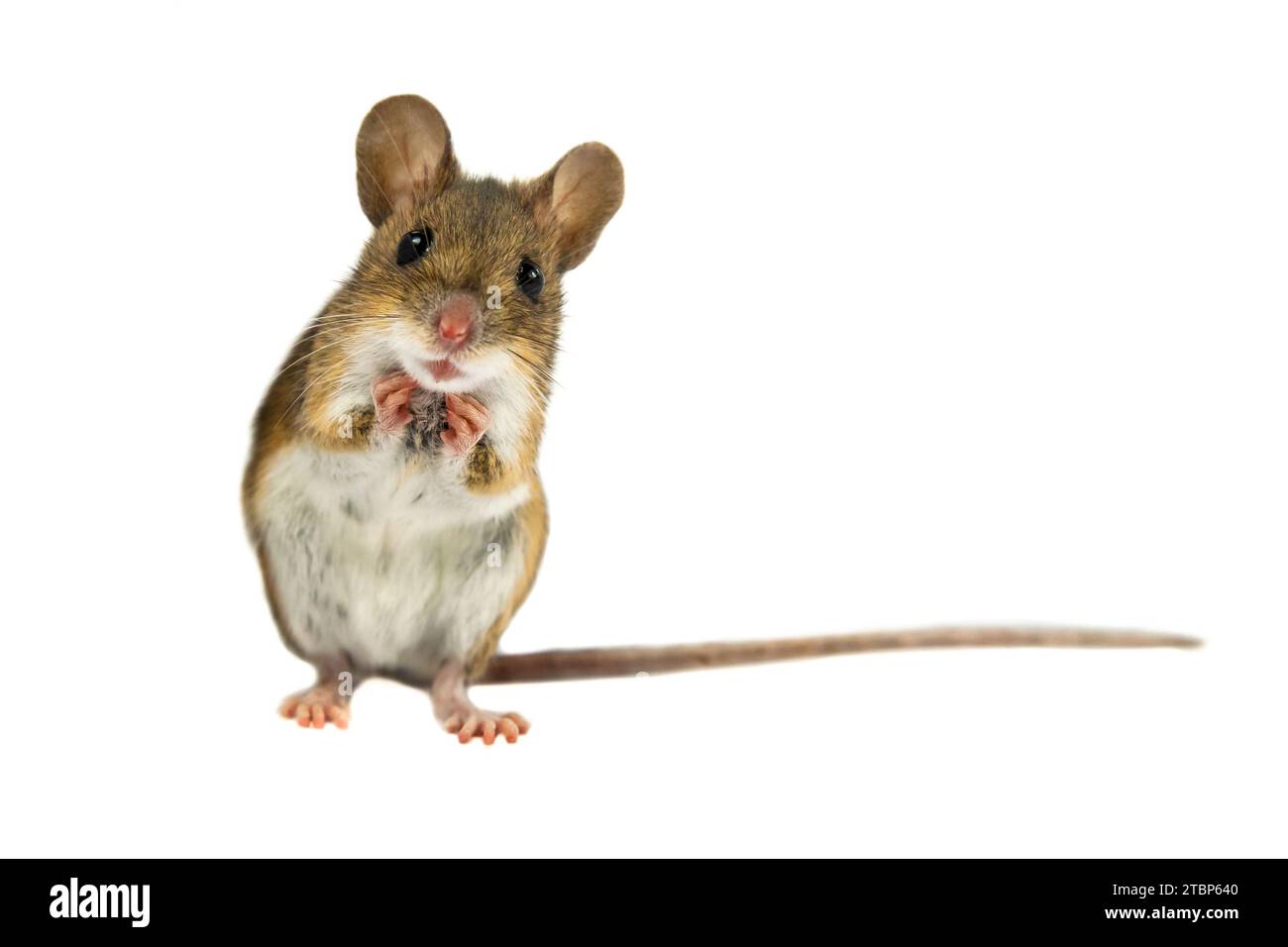 Geeky Funny Wood mouse (Apodemus sylvaticus) with curious cute brown ...