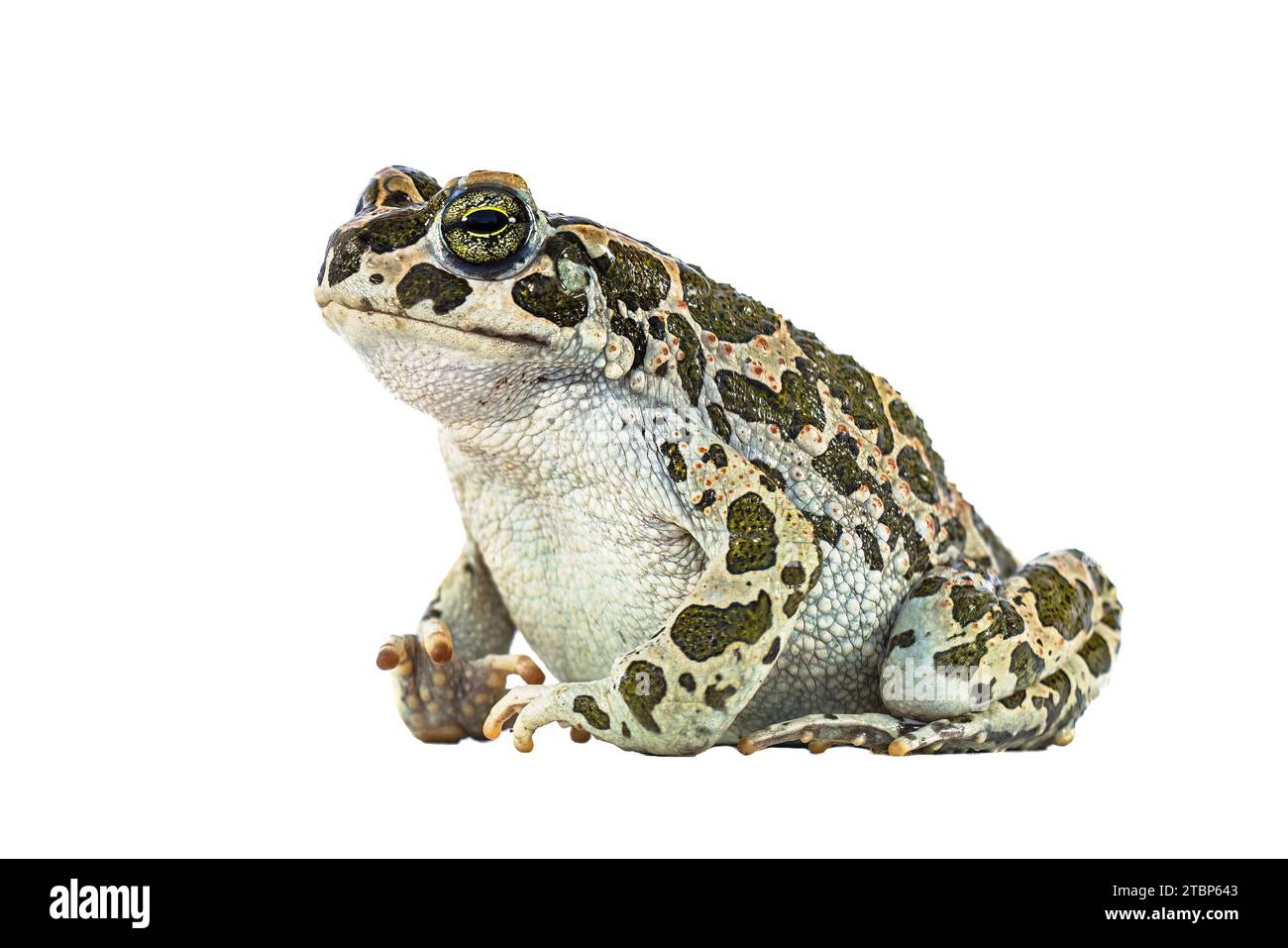 European green toad (Bufotes viridis) posing on white background Stock ...