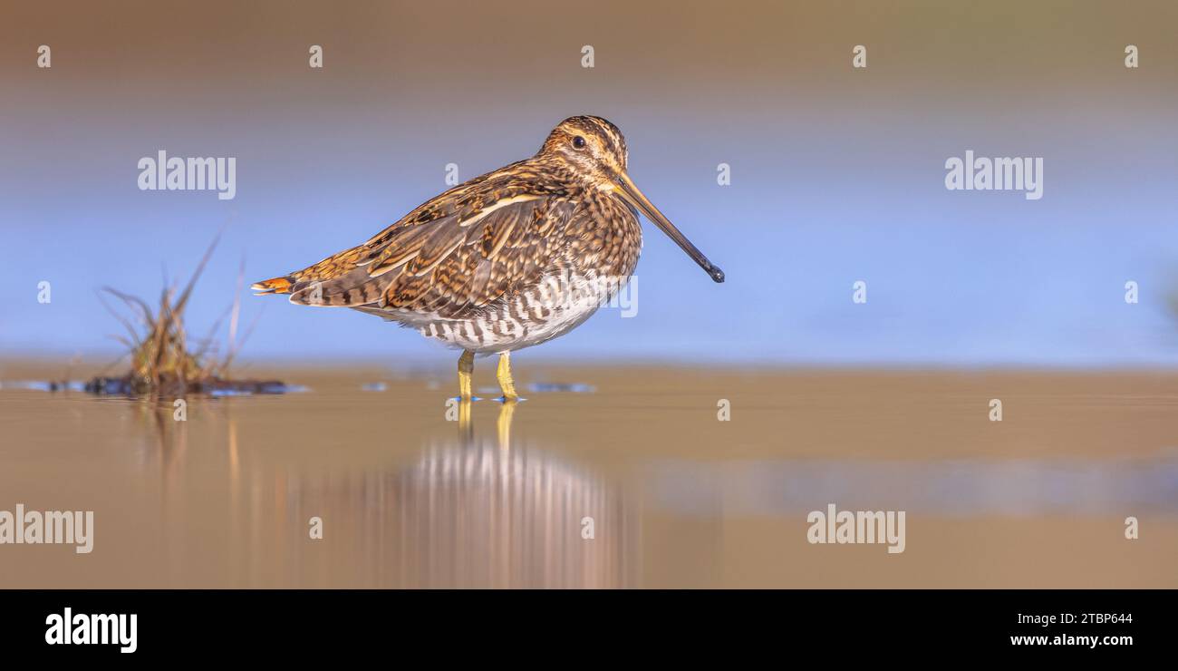 Common snipe (Gallinago gallinago) is a small, stocky wader bird native ...