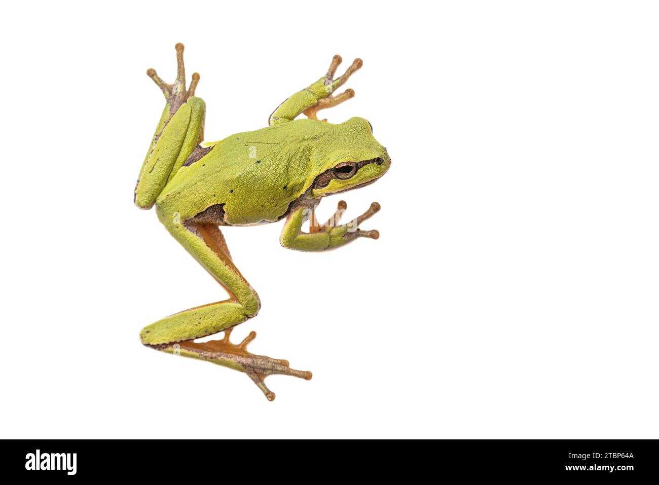 Green European tree frog (Hyla arborea) climbing on white background ...