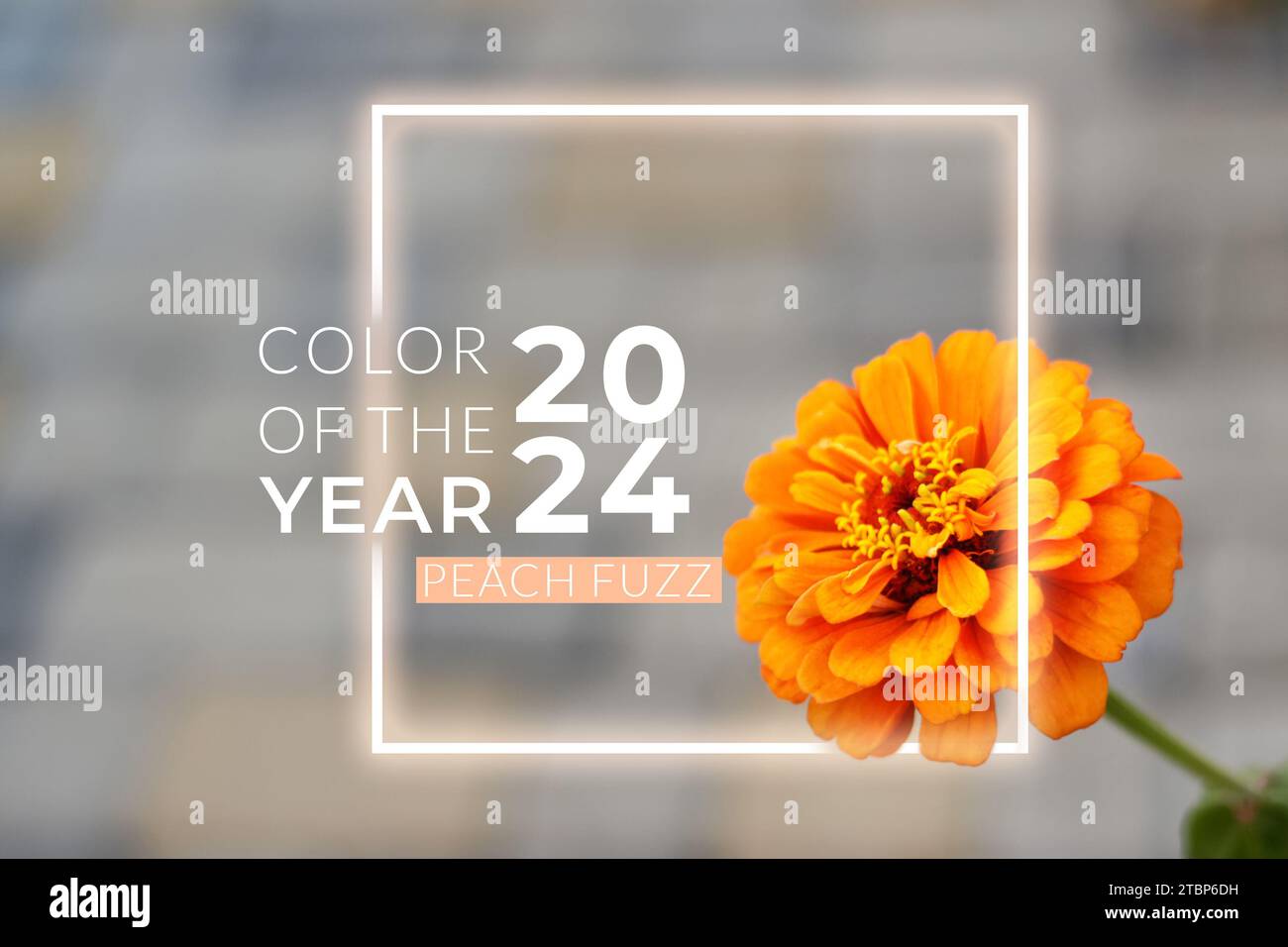 Color of the year 2024. Peach fuzz. flower orange zinnia elegant. Color ...