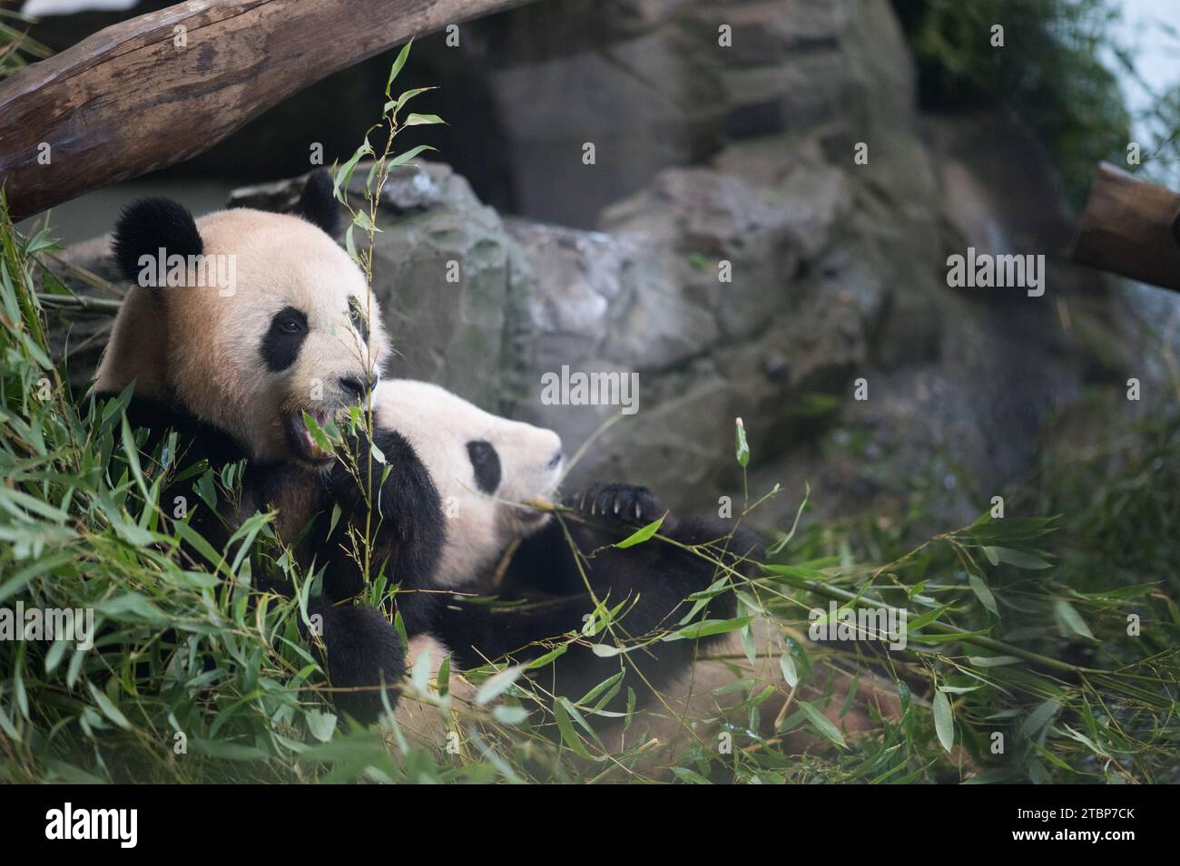 Four pandas hi-res stock photography and images - Alamy
