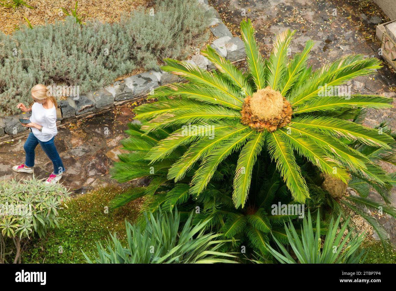 Woman with phone / visitor explores garden outside / gardens below ...