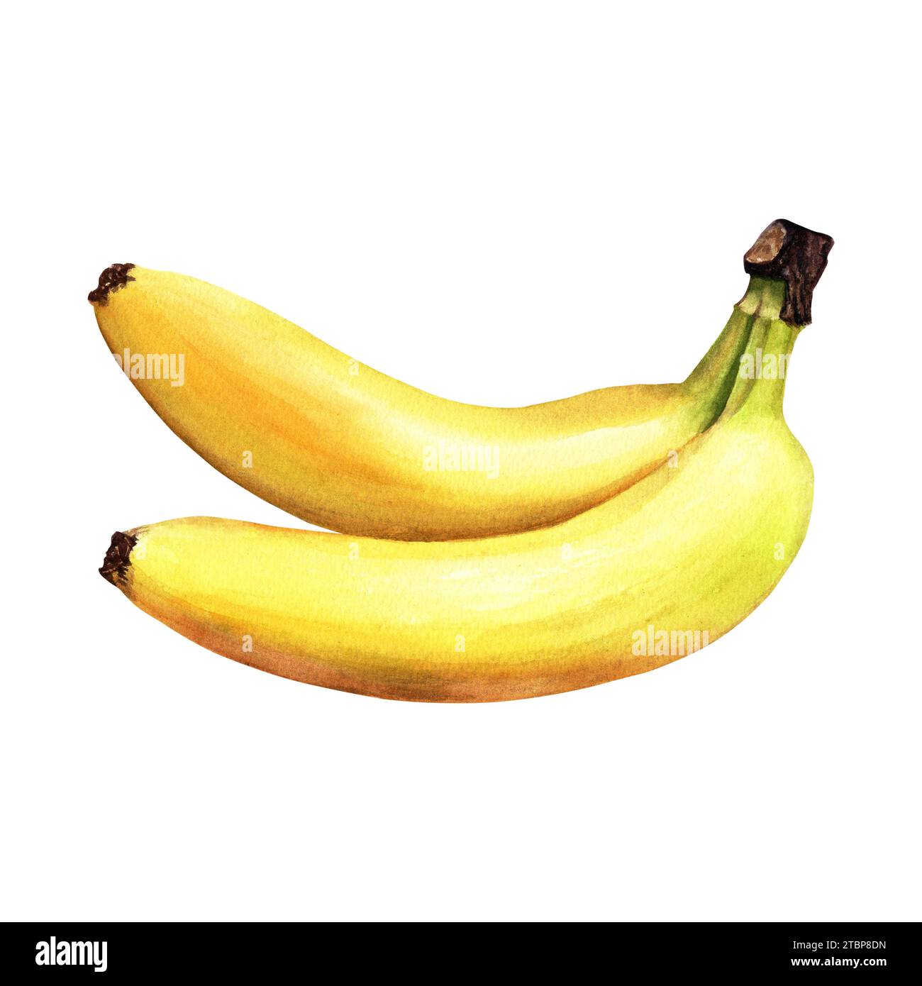 Bananas - an elongated, edible yellow fruits. Watercolor illustration ...