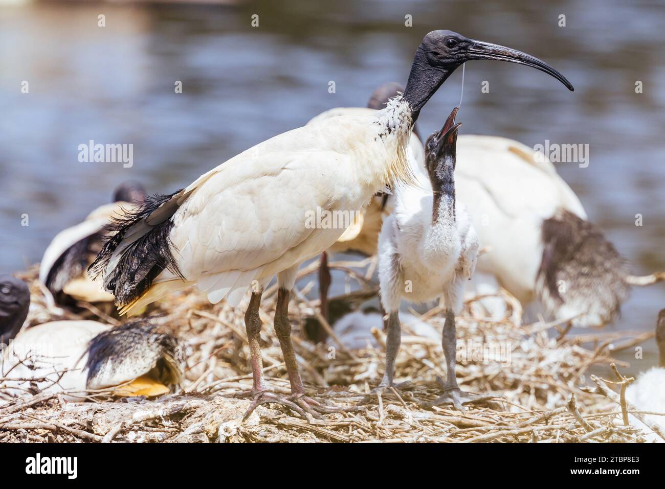 Australian White Ibis at Coolart Wetlands and Homestead in Somers ...