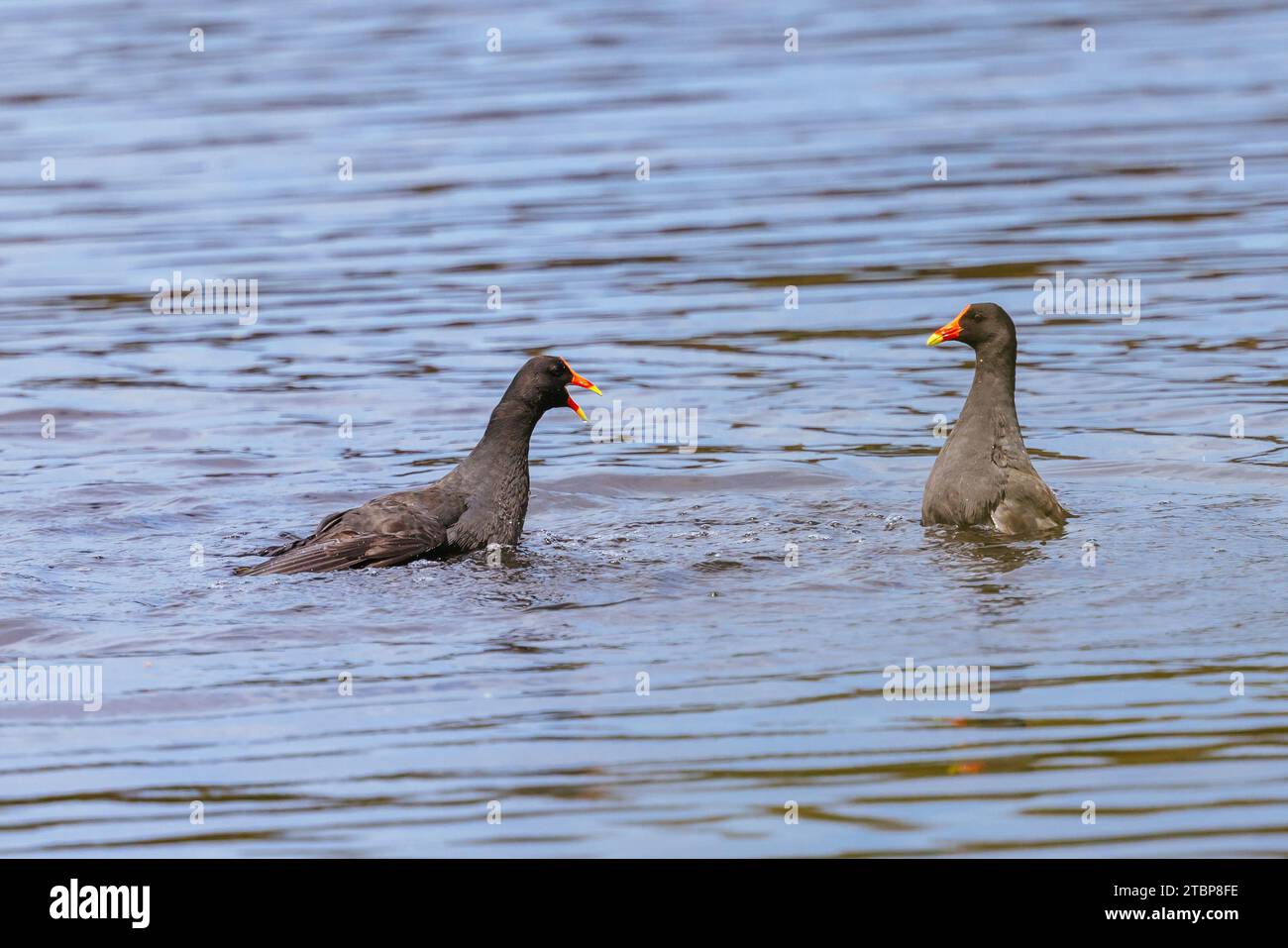 Dusky Moorhen at Coolart Wetlands and Homestead in Somers, Australia ...