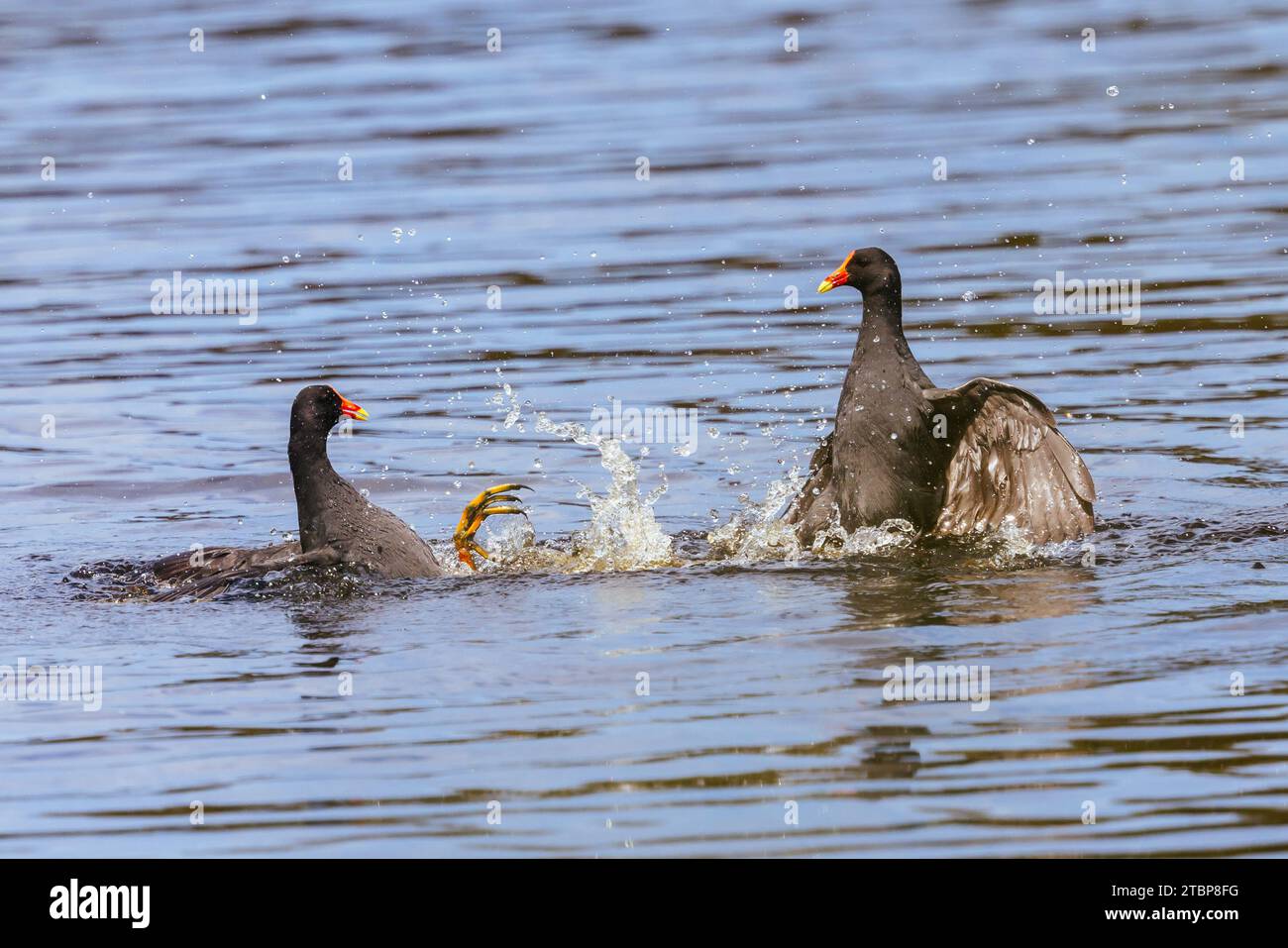 Dusky Moorhen at Coolart Wetlands and Homestead in Somers, Australia ...