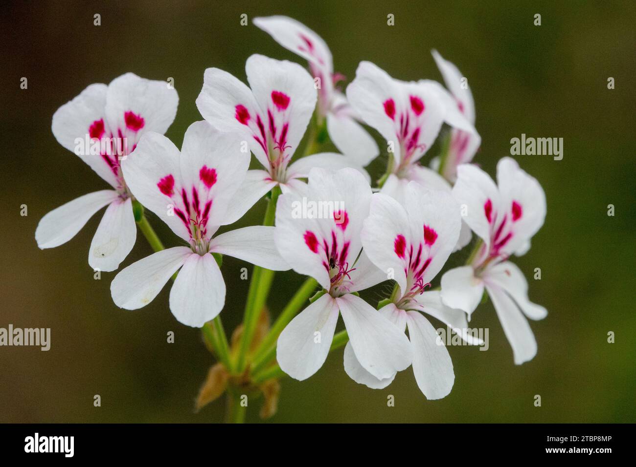Pelargonium geranium white color hi-res stock photography and images ...