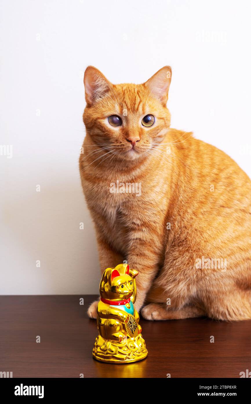 Cup broken cat hi-res stock photography and images - Alamy