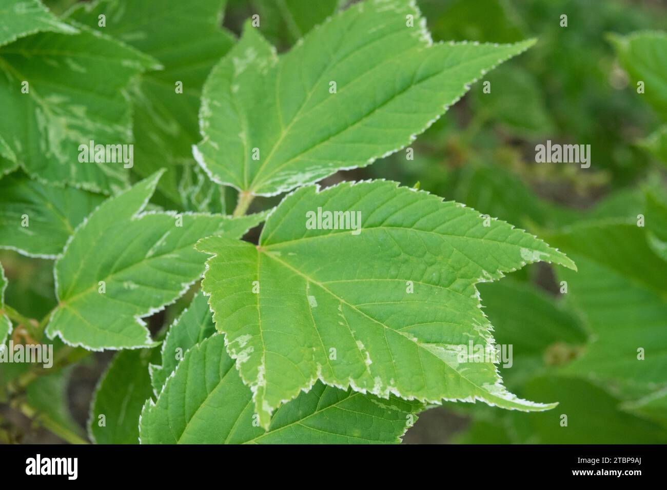 Spring, Maple, Leaf, Acer rufinerve "Albolimbatum", Season, Foliage ...