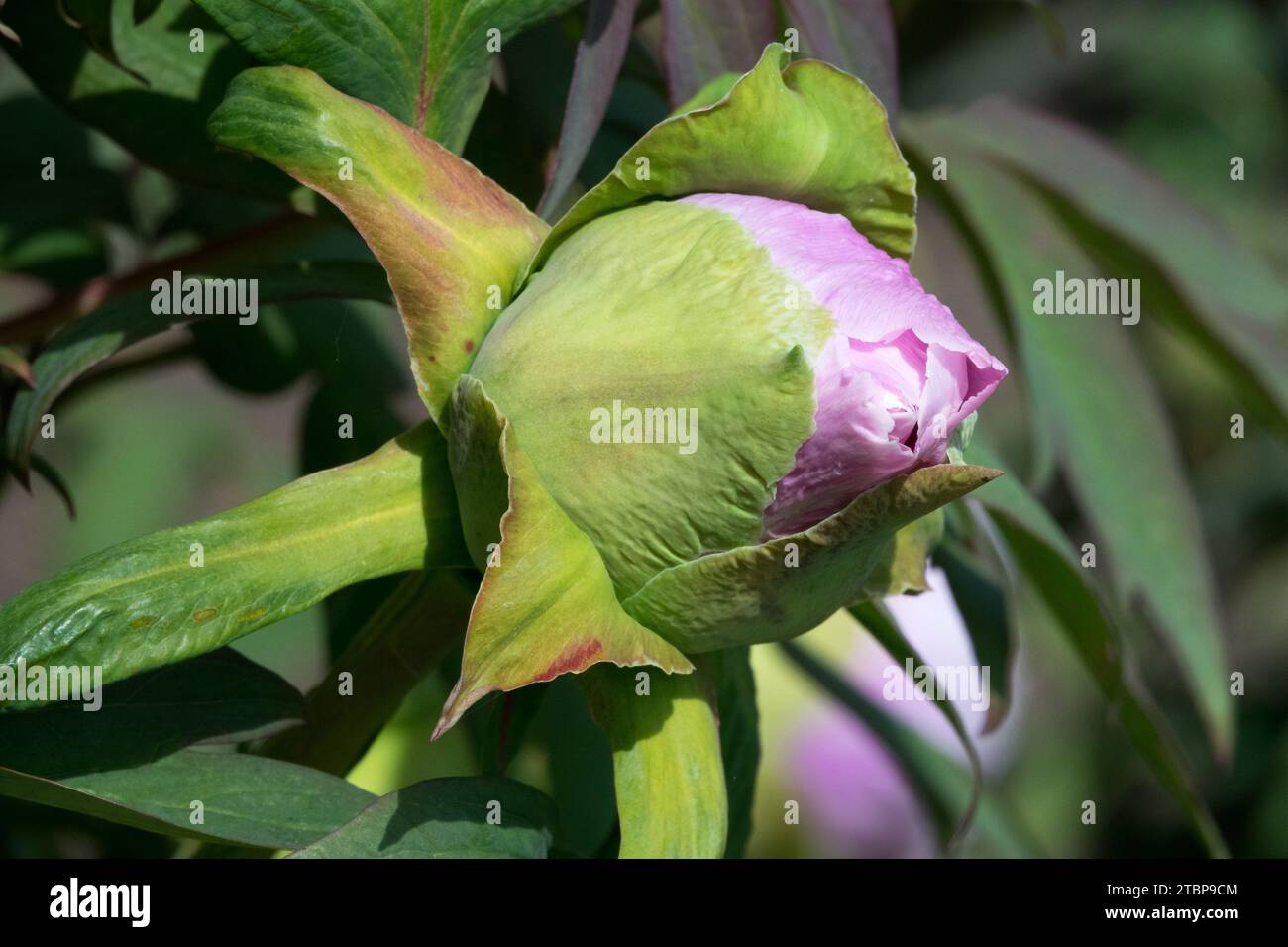 Pink, Bud, Peony, Budding, Paeonia, Spring, Season, Plant Stock Photo ...