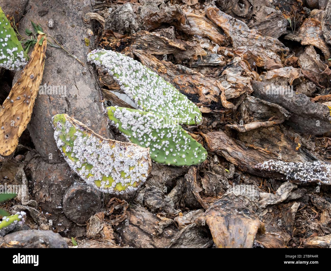 Cochineal, Dactylopius coccus bugs on Prickly Pear near Arrieta on ...
