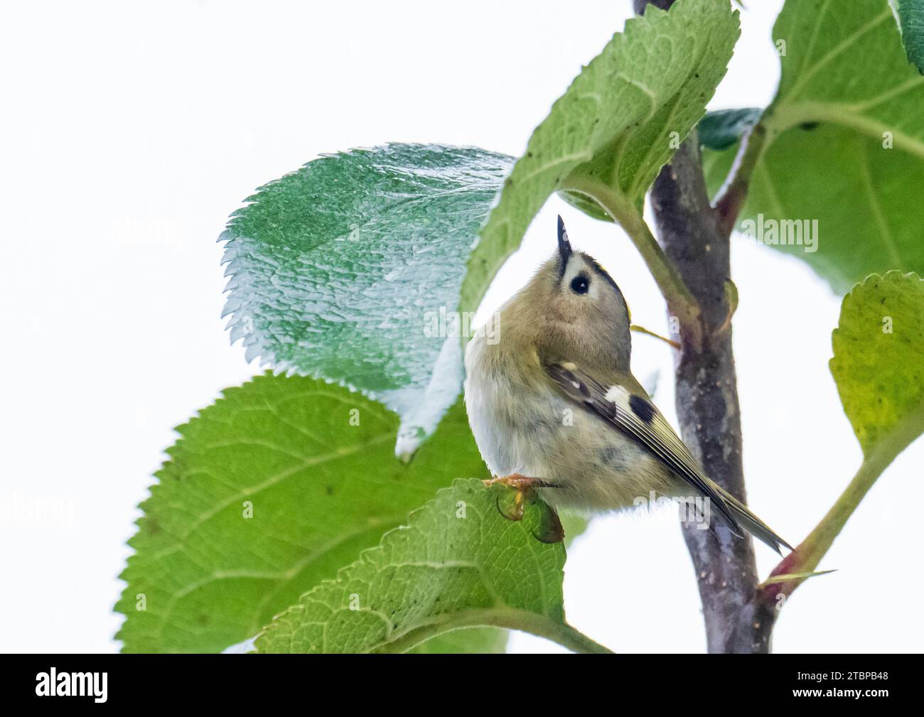 A Goldcrest, Regulus regulus feeding on an apple tree in Ambleside ...