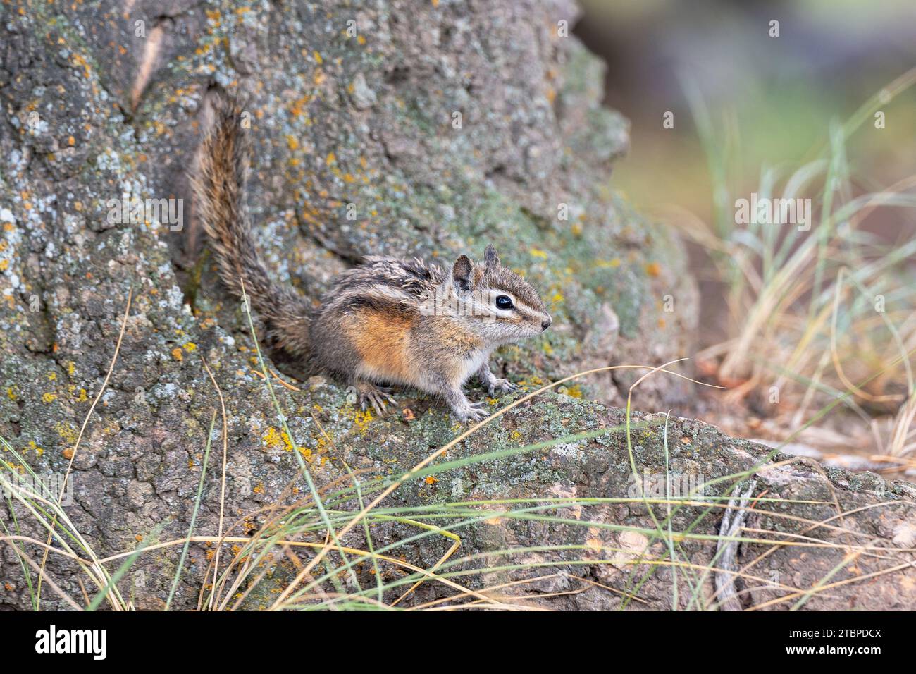 Chipmunk foraging on a fir tree trunk Stock Photo - Alamy