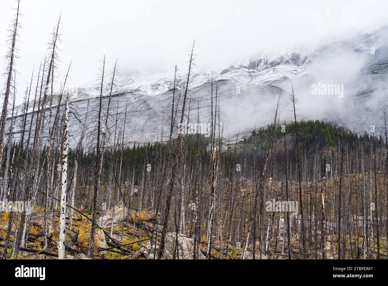 Outdoor fire dead hi-res stock photography and images - Alamy