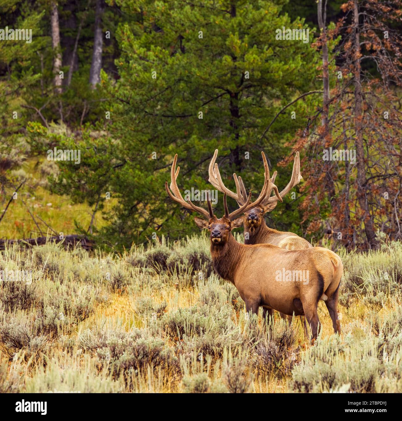 Bull elk sunrise hi-res stock photography and images - Alamy