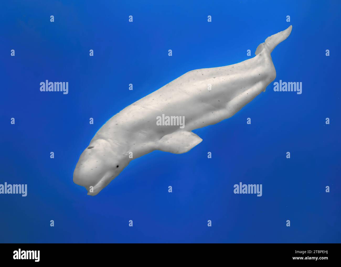 Beluga Whale (Delphinapterus leucas), Mystic Aquarium Institute For Exploration, Mystic ...