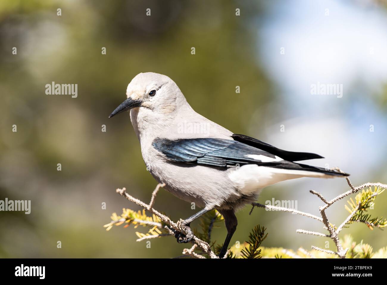 Clark's Nutcracker (Nucifraga columbiana) perched on a tree branch ...