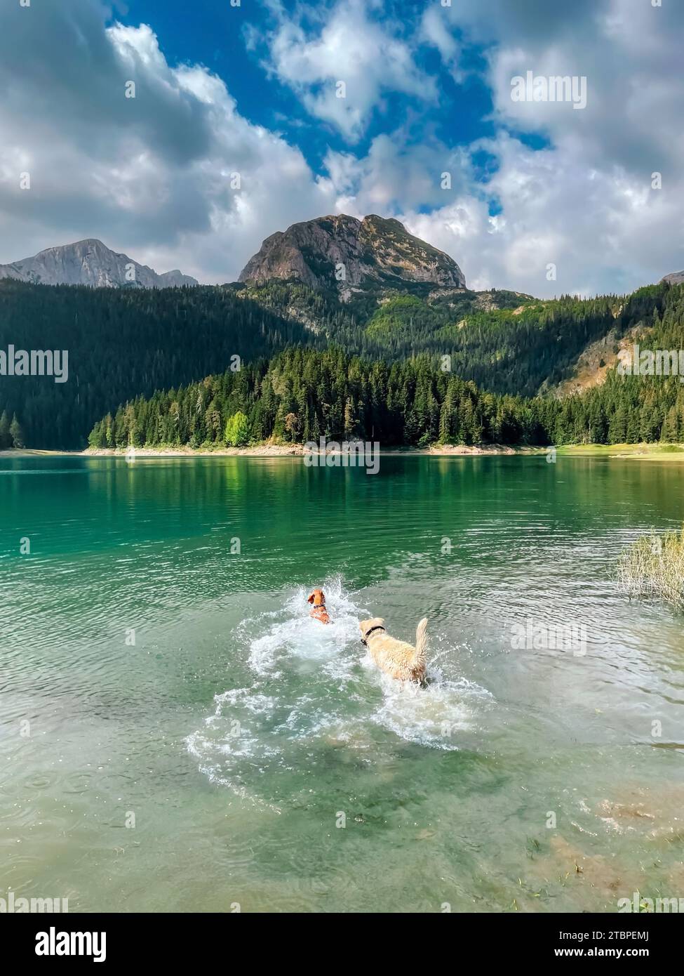 Two Happy Dogs Playing in Mountain Lake Stock Photo - Alamy