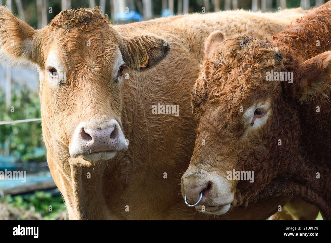 Closeup of a cow and a bull stallion Stock Photo - Alamy