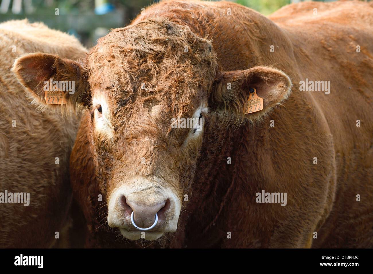 Stallion meat hi-res stock photography and images - Alamy