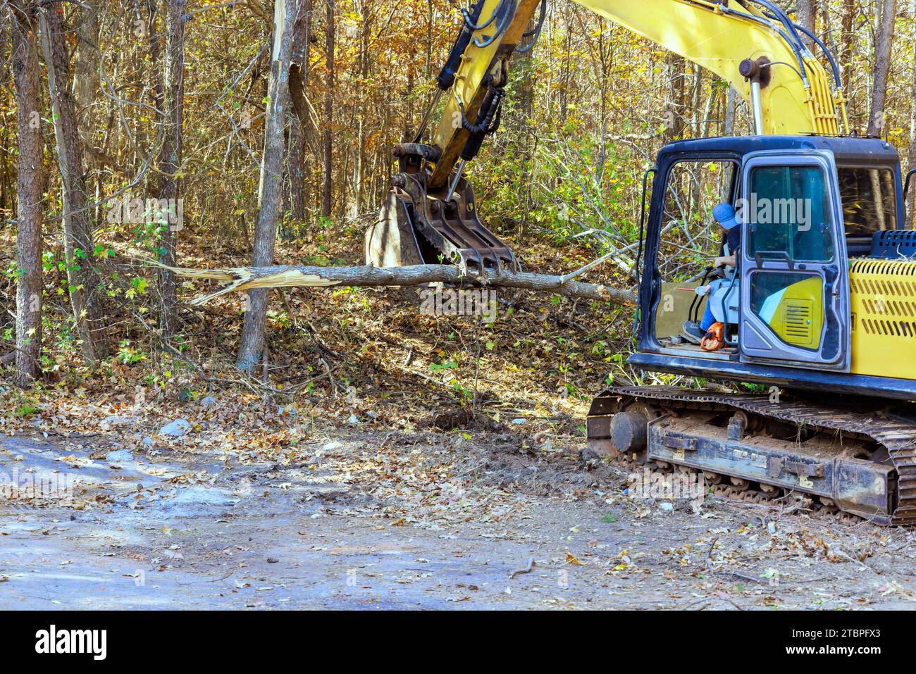 In preparation for construction builder uses tractor to uproot trees at ...