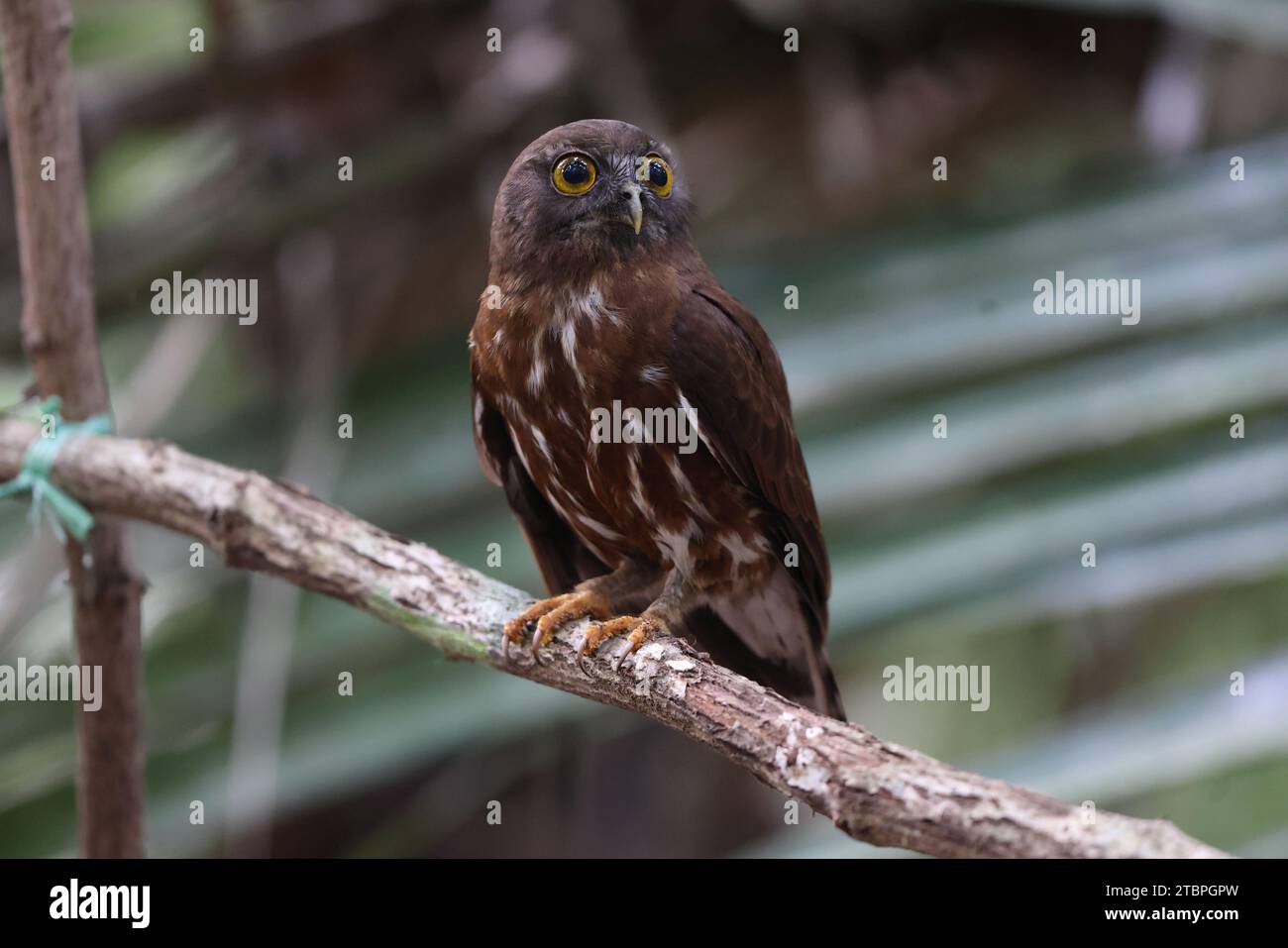 The brown boobook (Ninox scutulata), also known as the brown hawk-owl ...