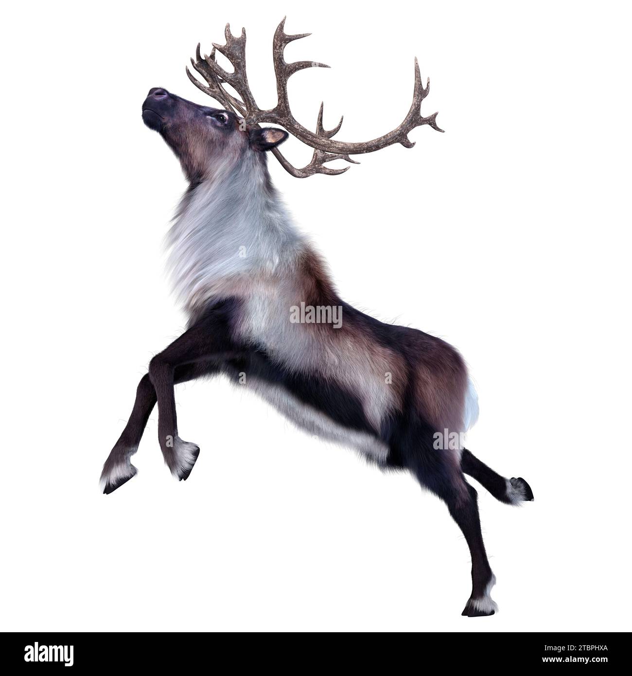 3D rendering of a male reindeer isolated on white background Stock ...